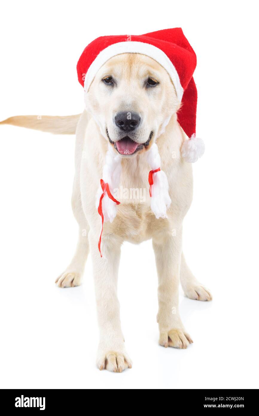 cute santa claus labrador retriever dog standing on white background in ...