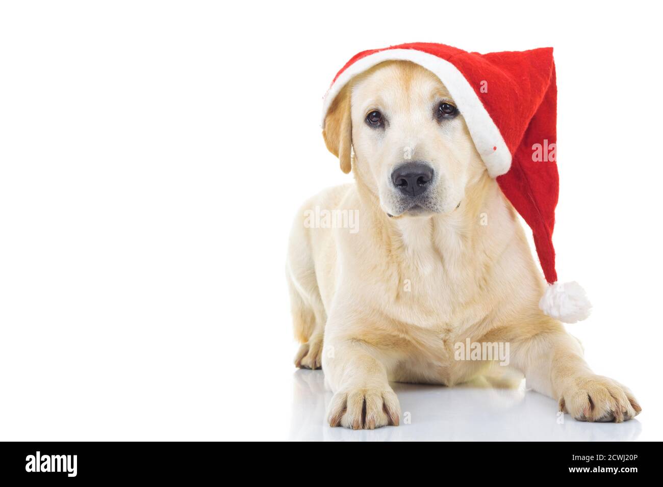 labrador retriever wearing santa claus hat for christmas, sitting on ...