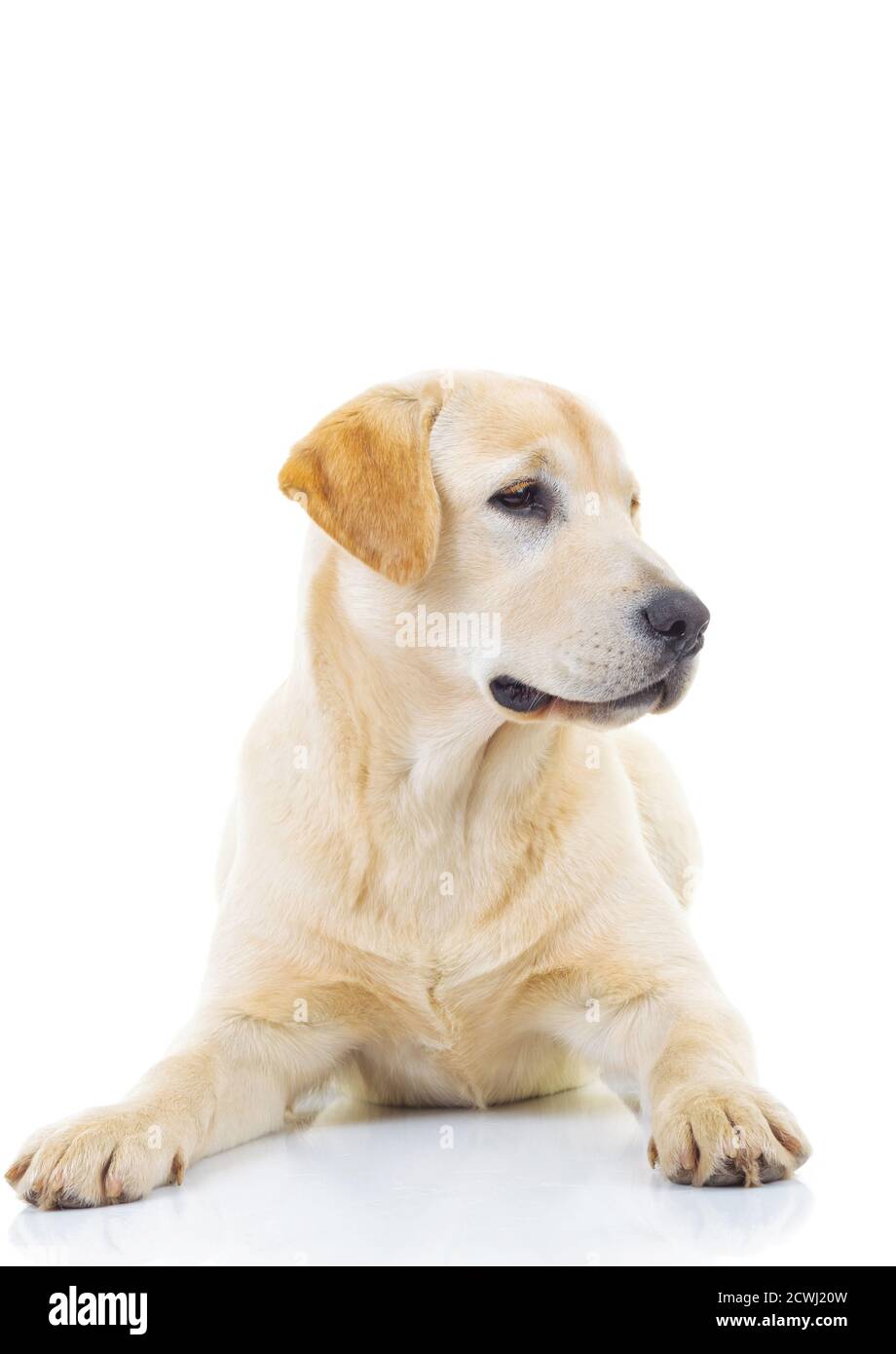 cute yellow labrador retriever looking to side away from the camera on ...