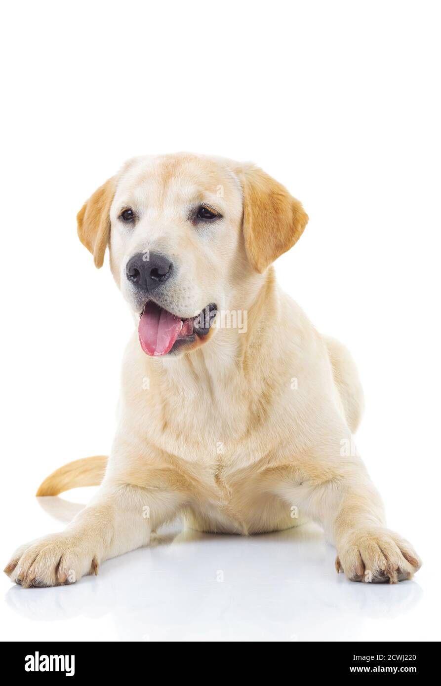 panting yellow labrador retriever dog is lying on white studio ...