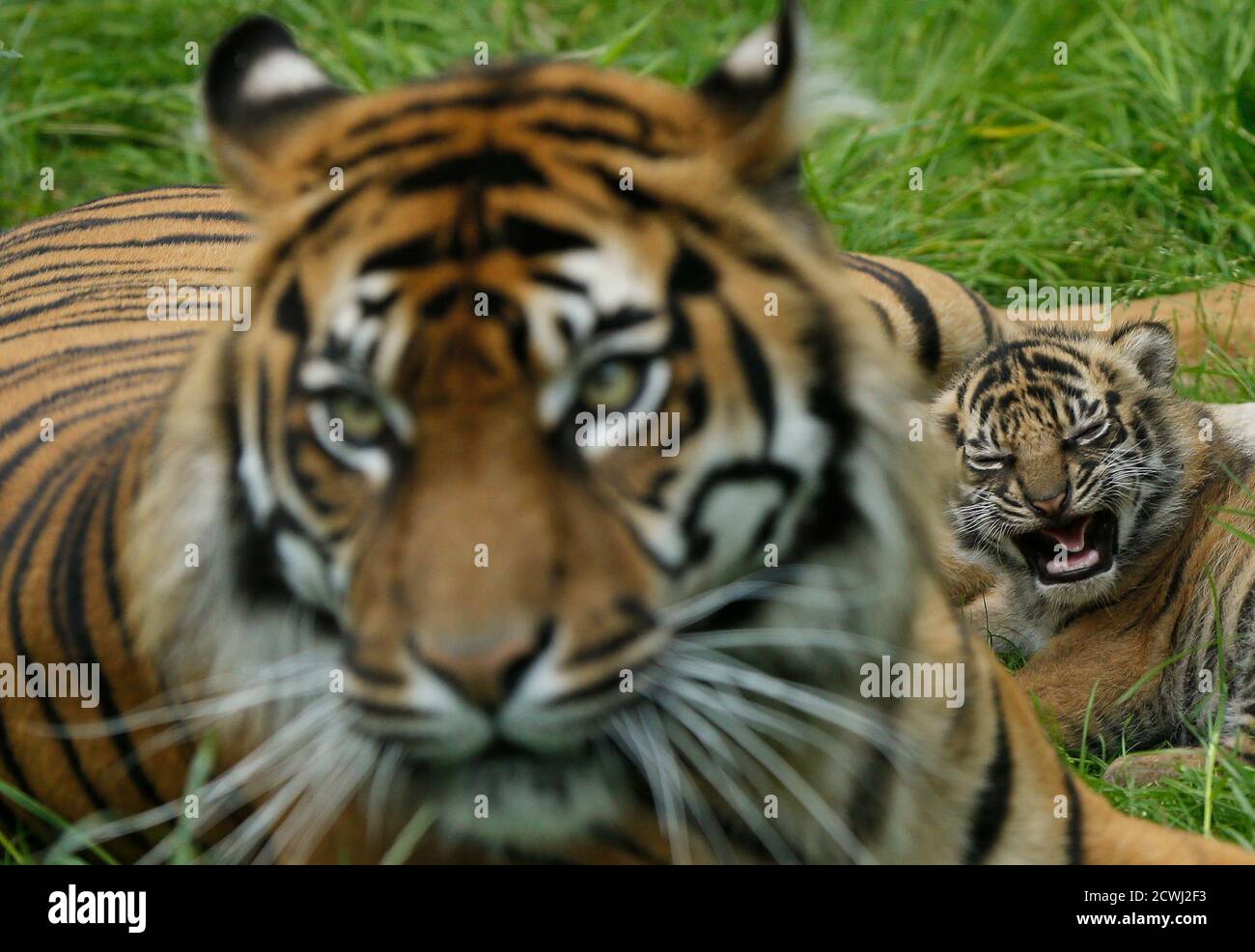 Tiger at chester zoo enclosure hi-res stock photography and images - Alamy