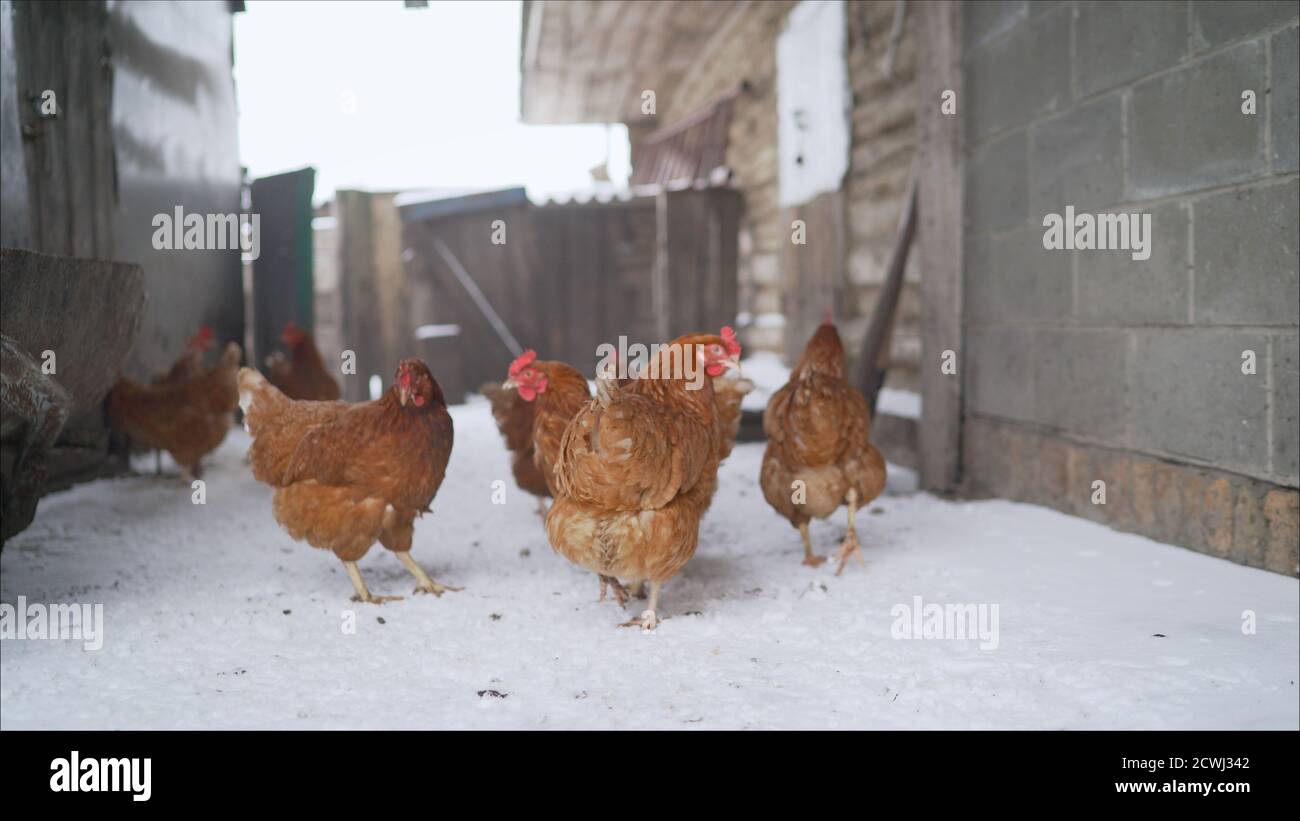 Red hens carry in hi-res stock photography and images - Alamy