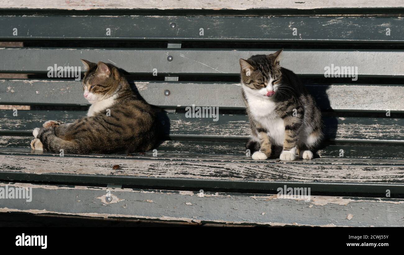 Two cats on a bench Stock Photo - Alamy