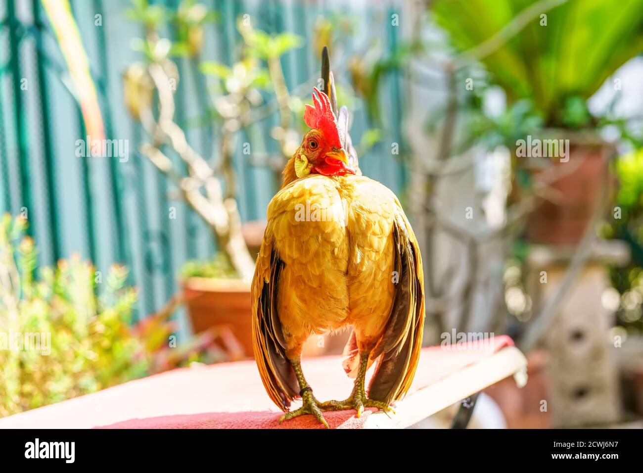 The serama or the malaysian serama are poses in the garden Stock Photo ...