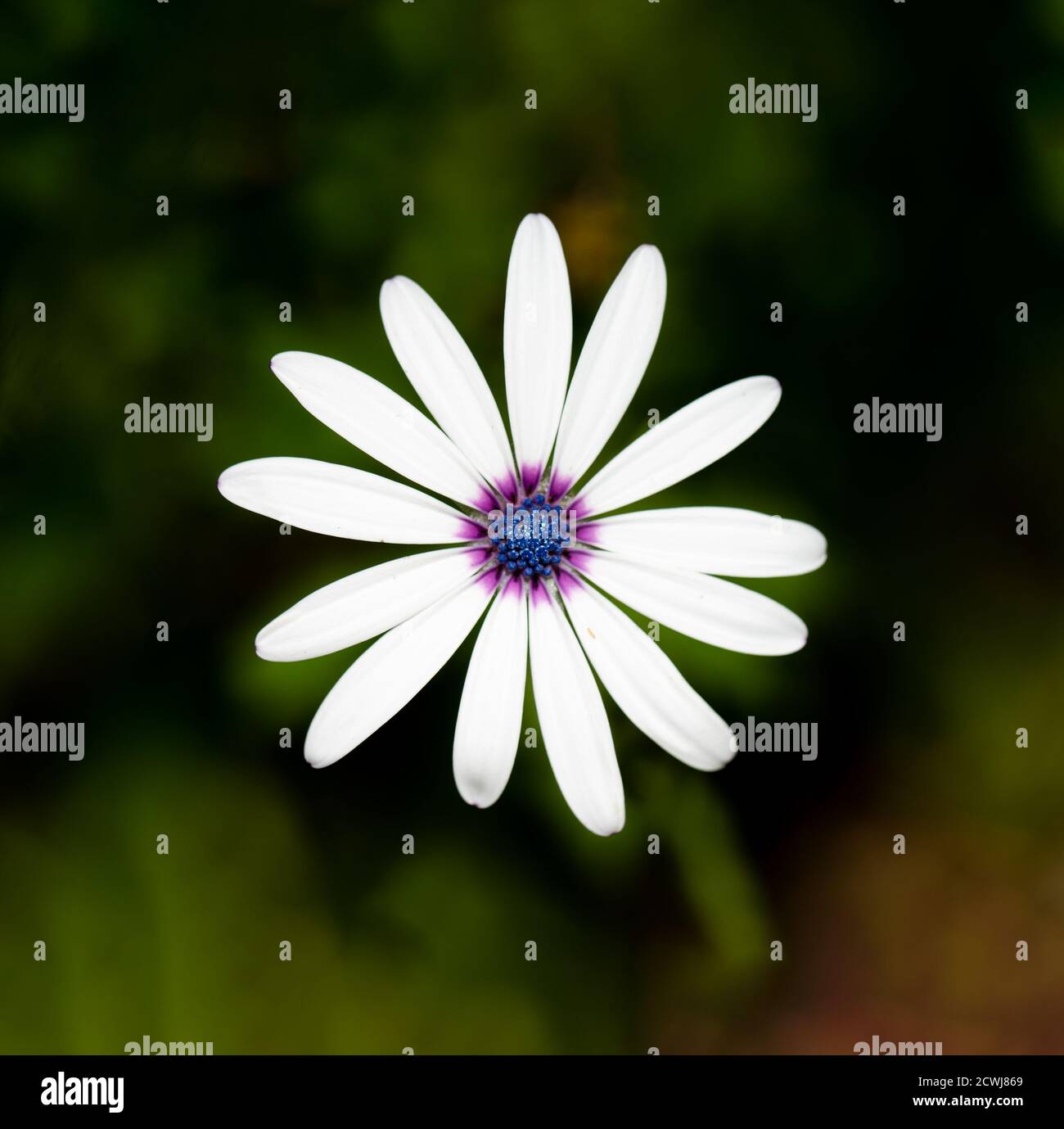 Perfect daisy hi-res stock photography and images - Alamy