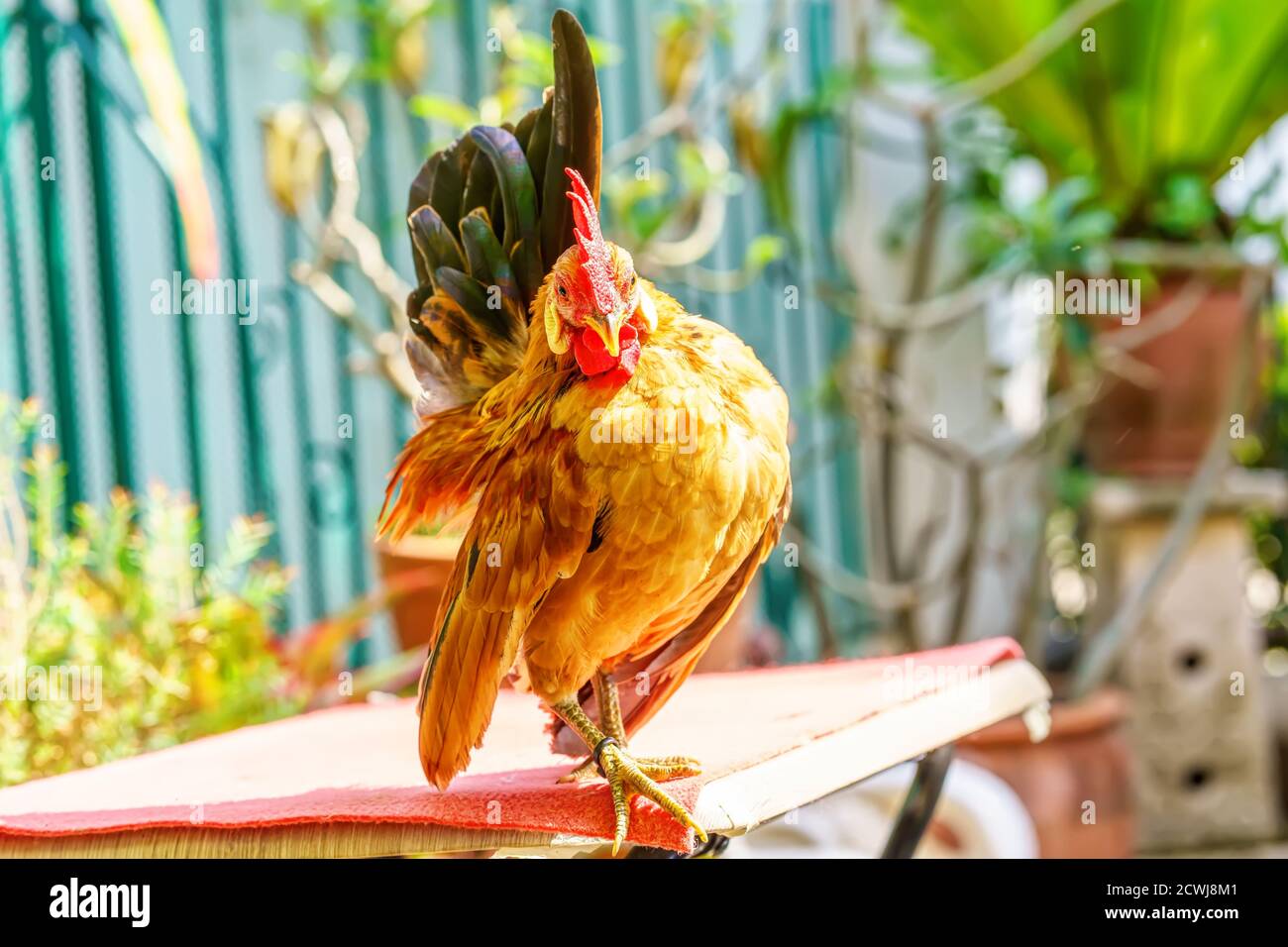 The serama or the malaysian serama are poses in the garden Stock Photo ...