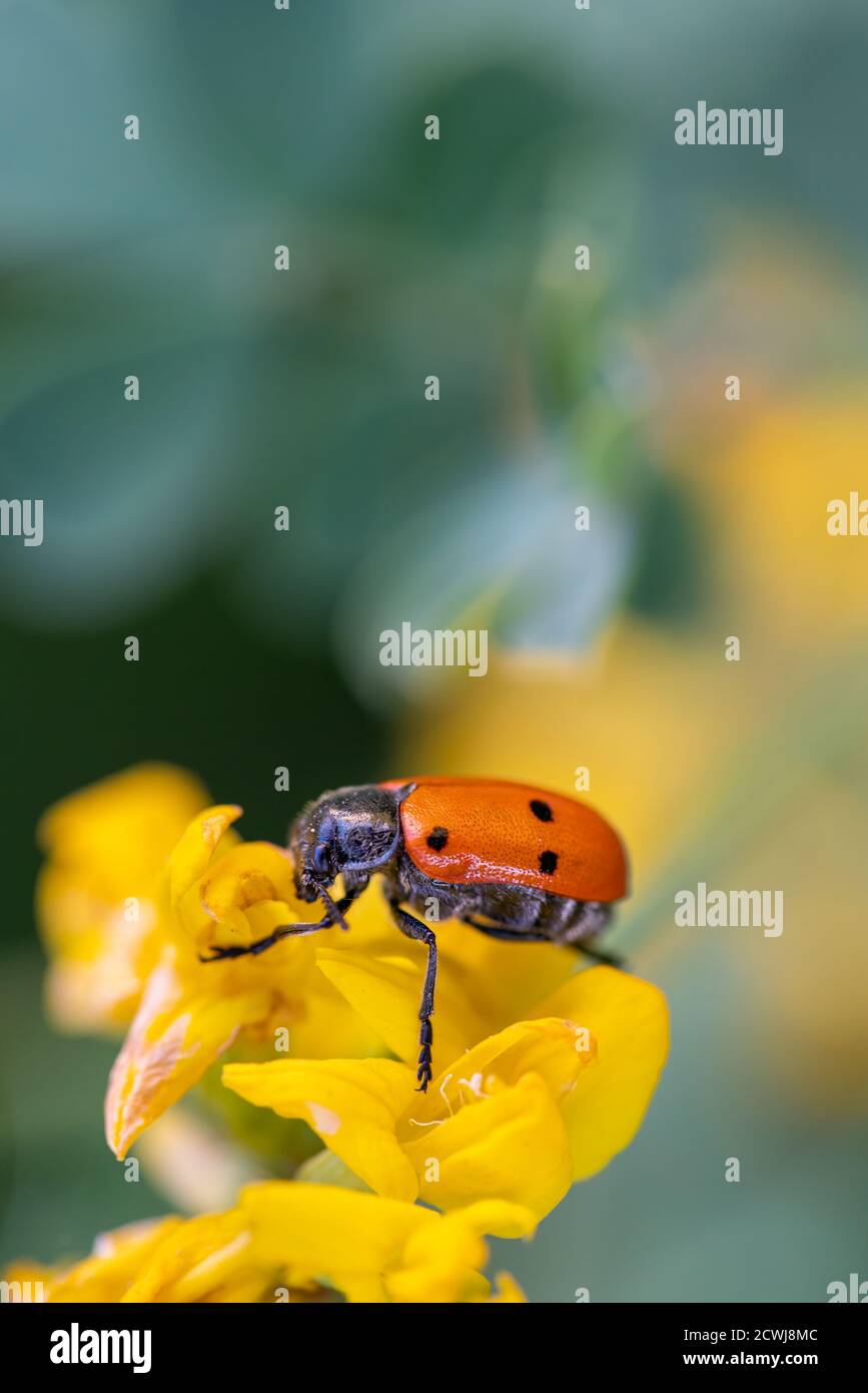 Red bug over yellow flower with text space Stock Photo - Alamy