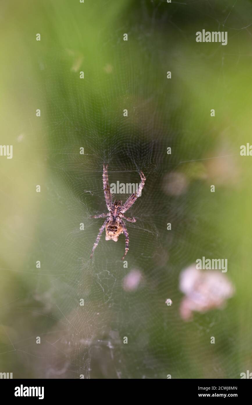 Closeup bottom view of of spider and spiderweb Stock Photo - Alamy