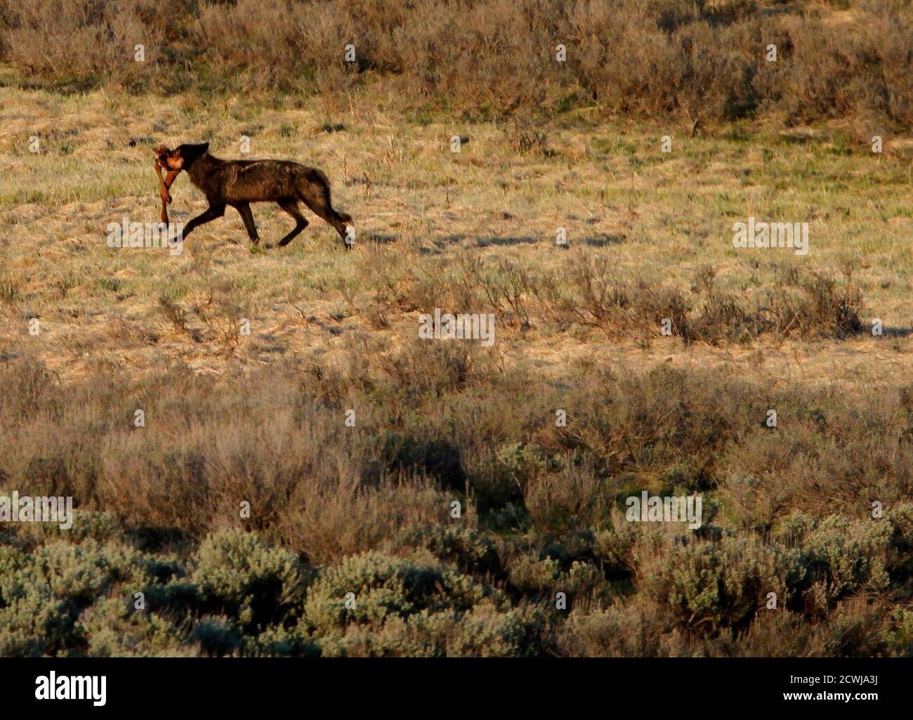 Yellowstone wolf elk hi-res stock photography and images - Alamy