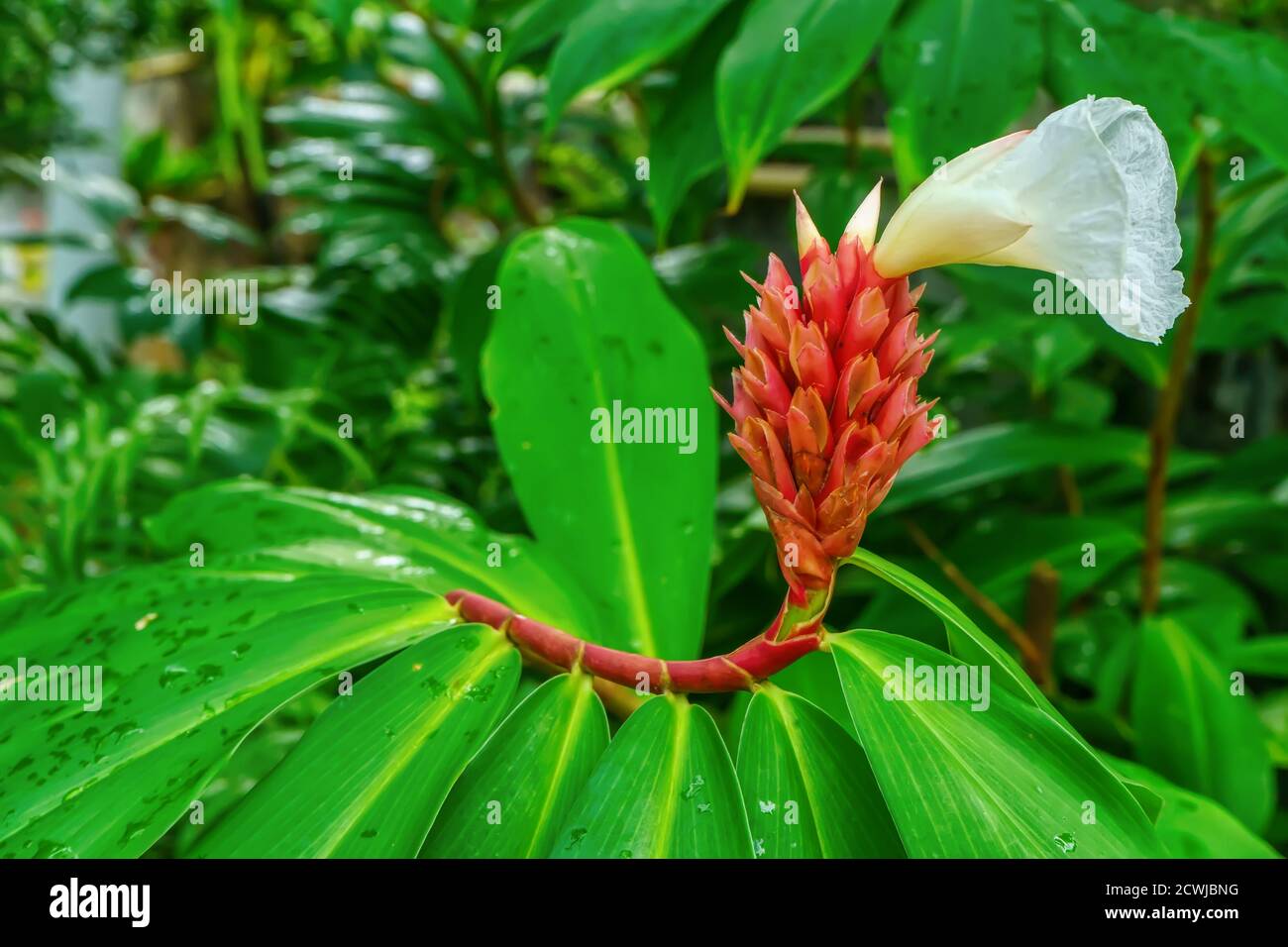 The flowers are beautiful and refreshing on a nature background Stock ...