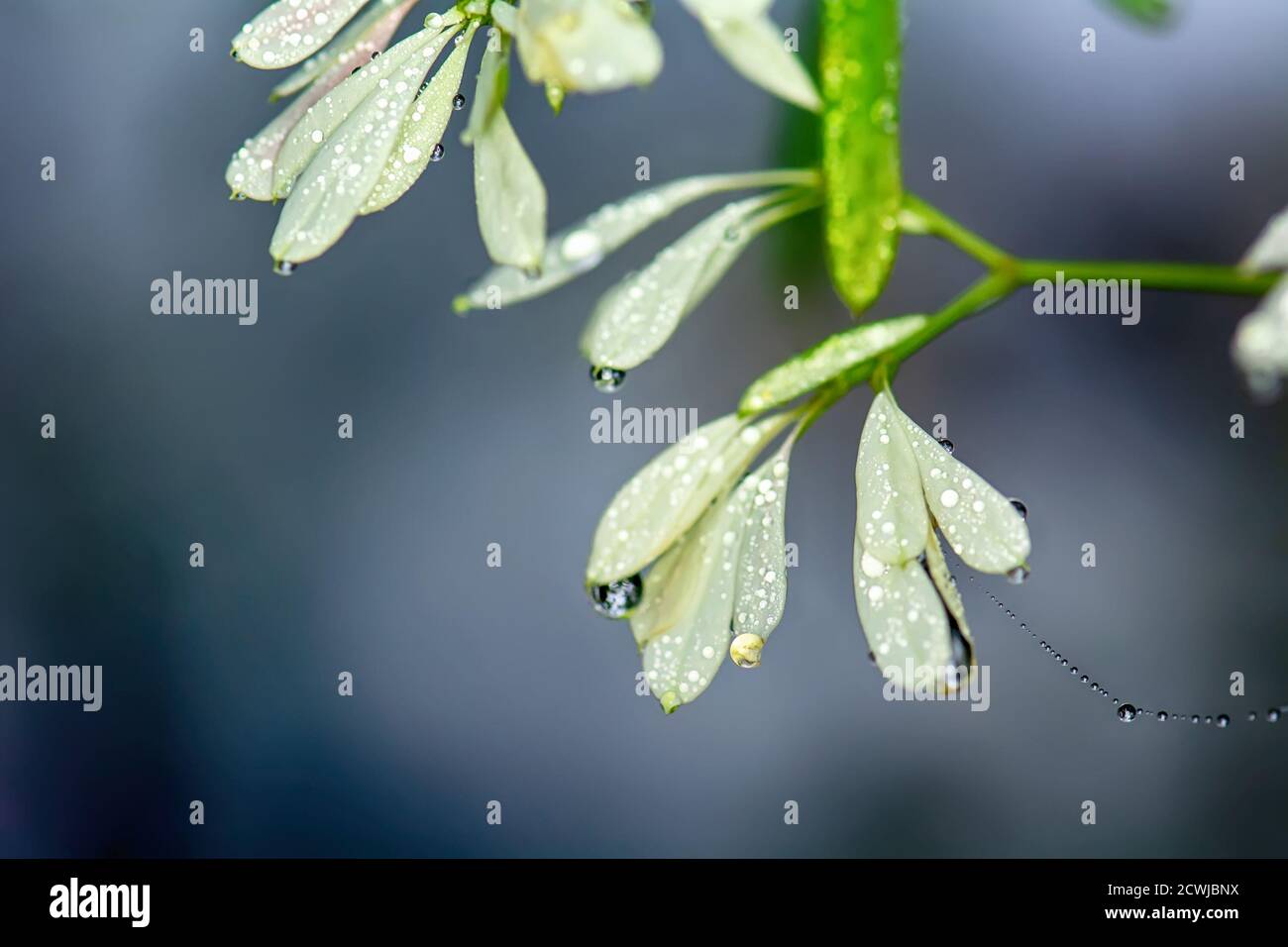 The flowers are beautiful and refreshing on a nature background Stock ...