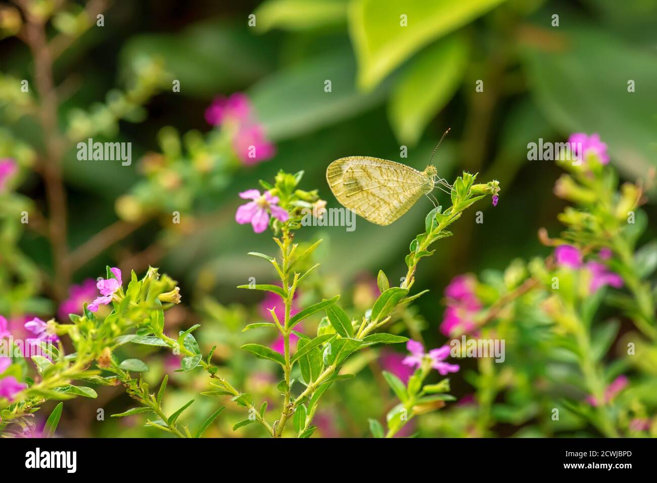 The flowers are beautiful and refreshing on a nature background Stock ...