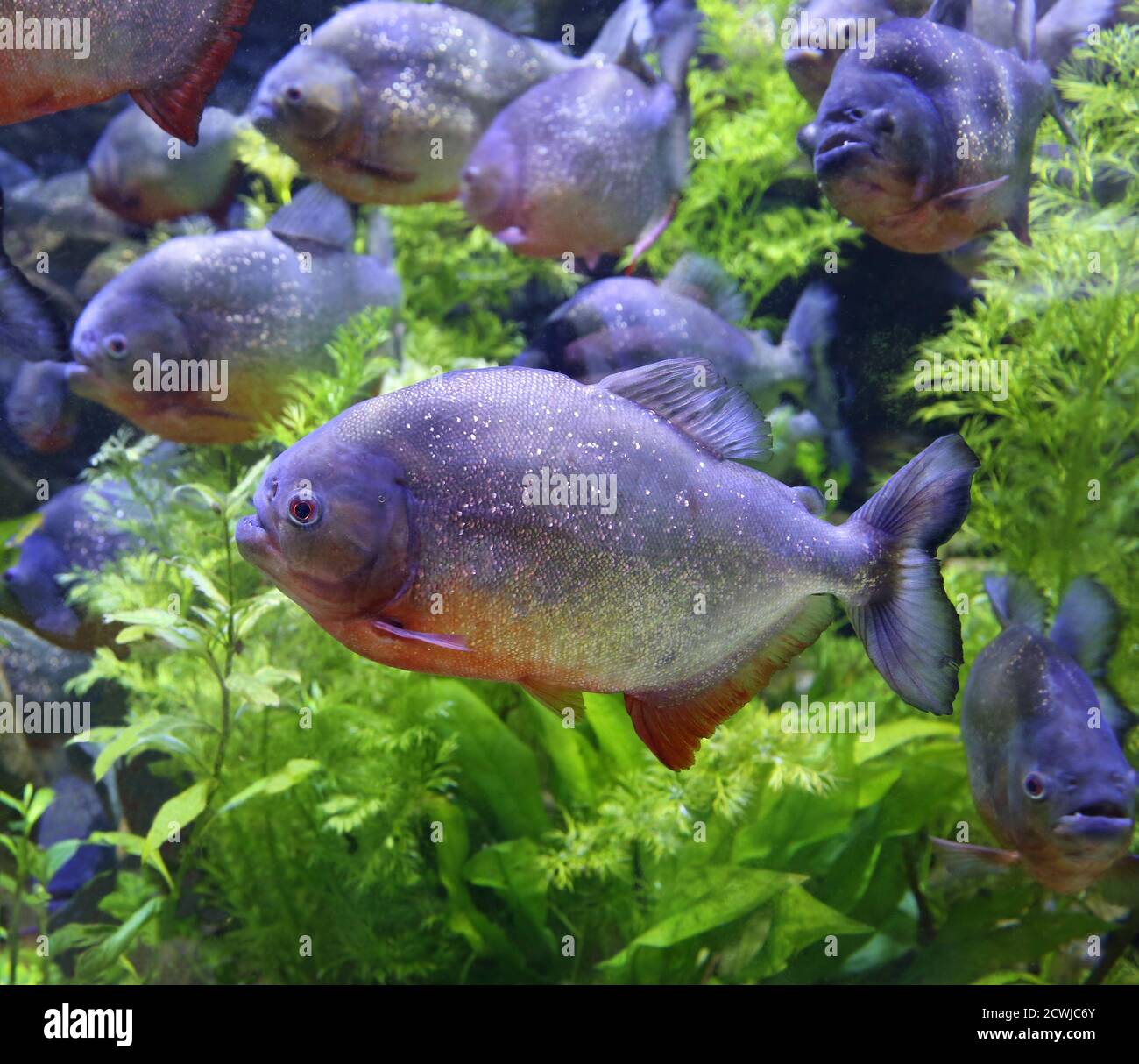 Close-up view of a Red Piranha (Pygocentrus nattereri Stock Photo - Alamy