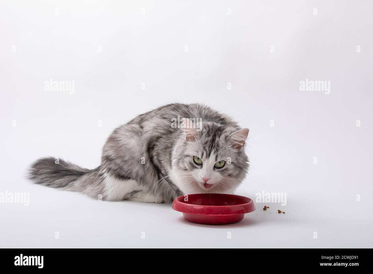 angry cat eating forage from plastic bowl on white background Stock ...