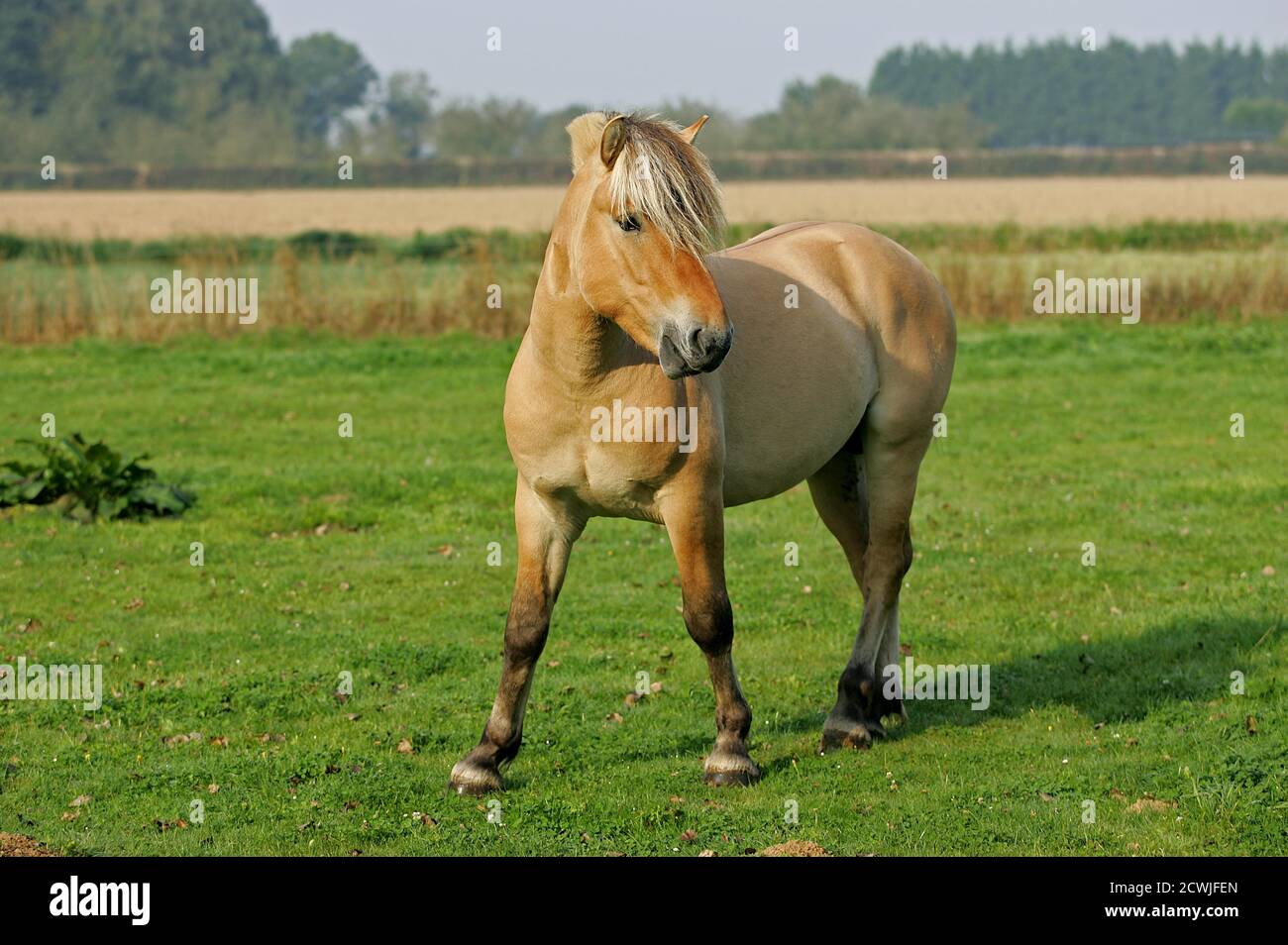 Norwegian Fjord Horse Stock Photo - Alamy