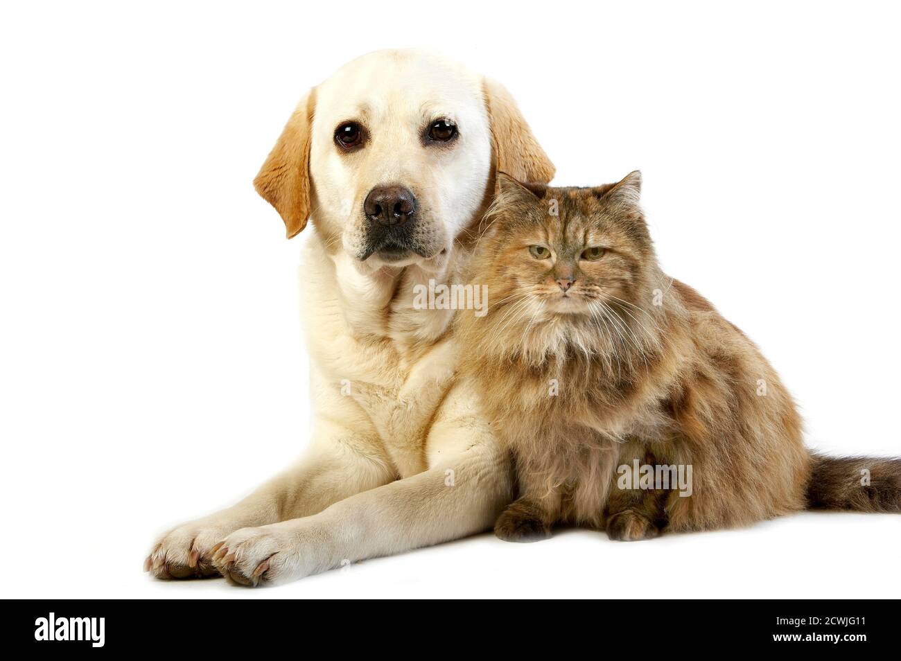 Are Labrador Good With Cats