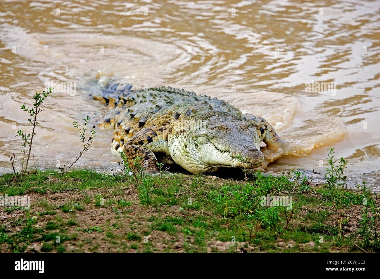 Orinoco Crocodile, crocodylus intermedius, Adult emerging from River ...