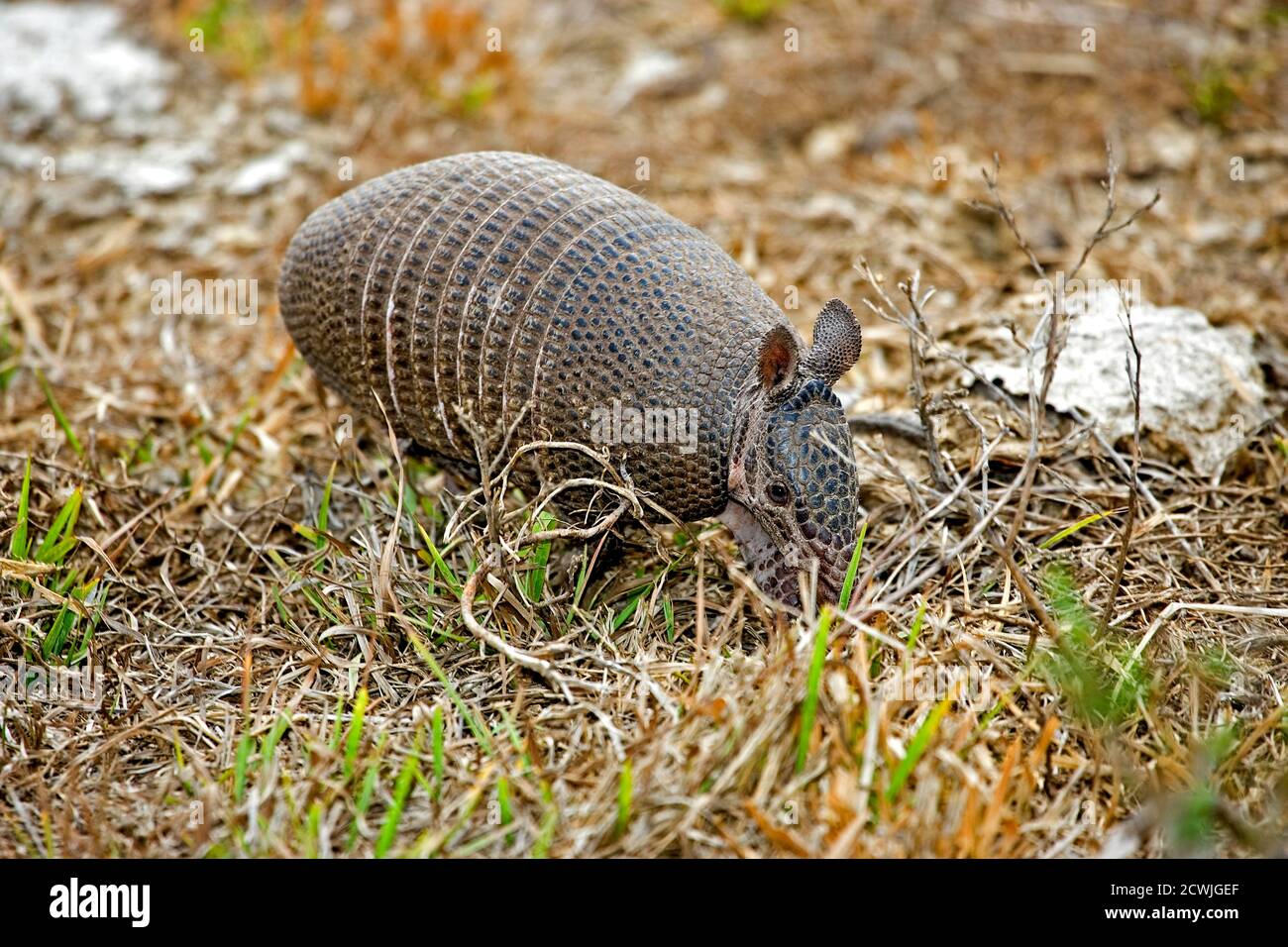 Nine Banded Armadillo, dasypus novemcinctus, Adult in Pampa, Los Lianos ...