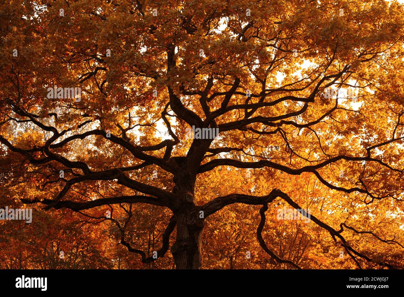 Oak tree silhouette hi-res stock photography and images - Alamy