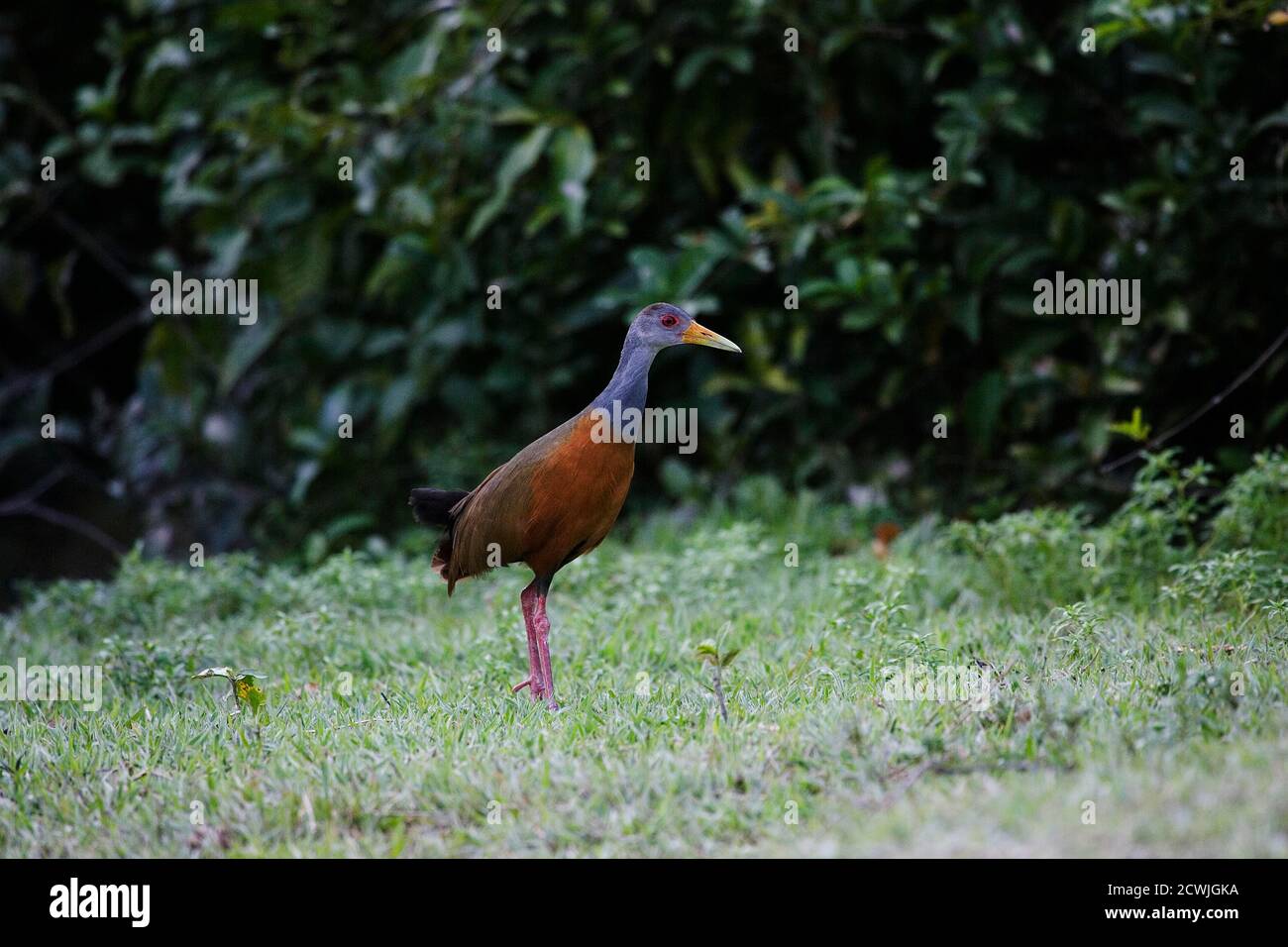 Grey-Necked Wood-rail, aramides cajanea, Los Lianos in Venezuela Stock ...