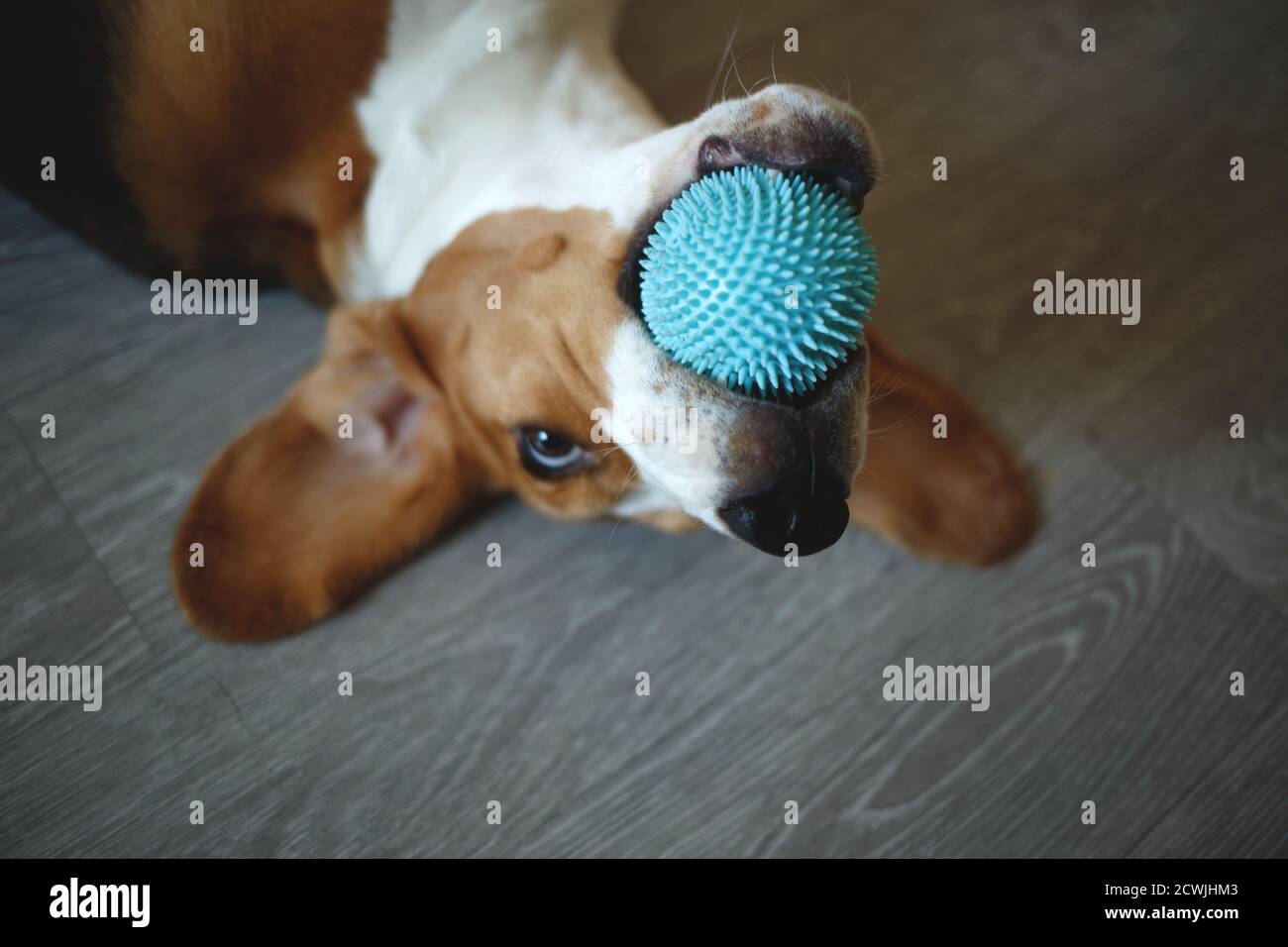 beagle puppy lying on its back on the floor Stock Photo - Alamy