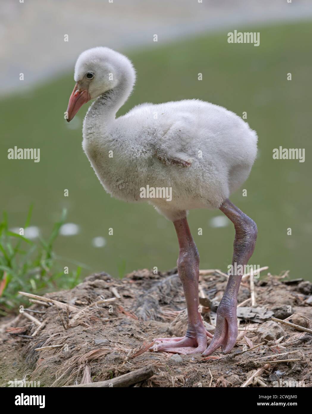 Close-up view of a juvenile American Flamingo (Phoenicopterus ruber ...