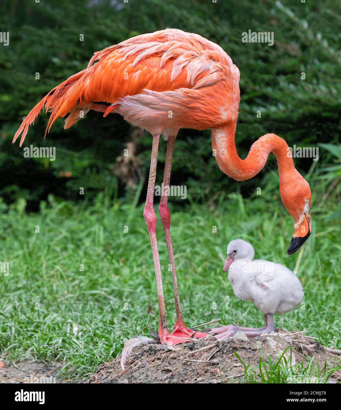 A Chick And Its Mother American Flamingo Phoenicopterus Ruber Stock