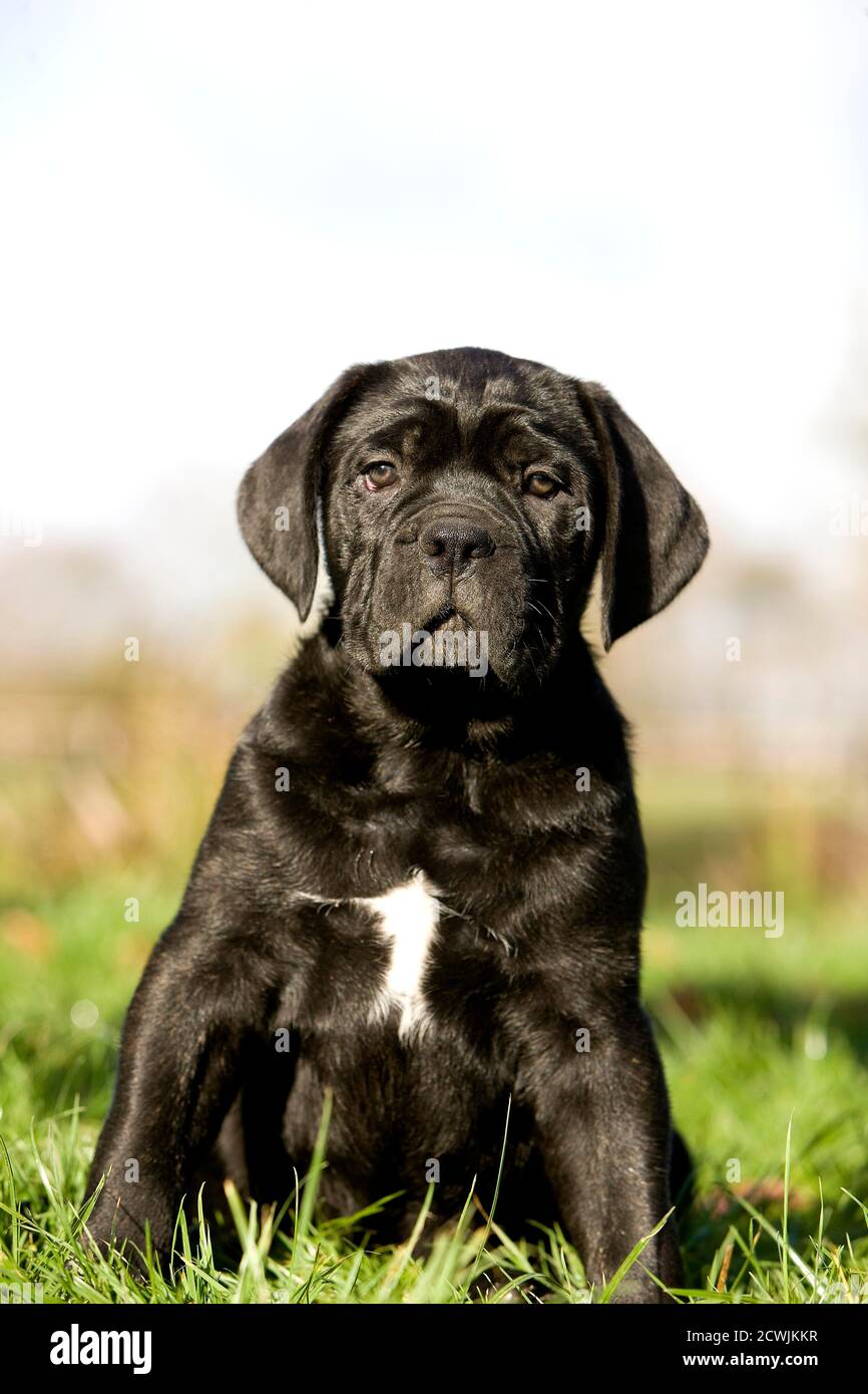 Cane Corso, a Dog Breed from Italy, Puppy sitting on Grass Stock Photo ...