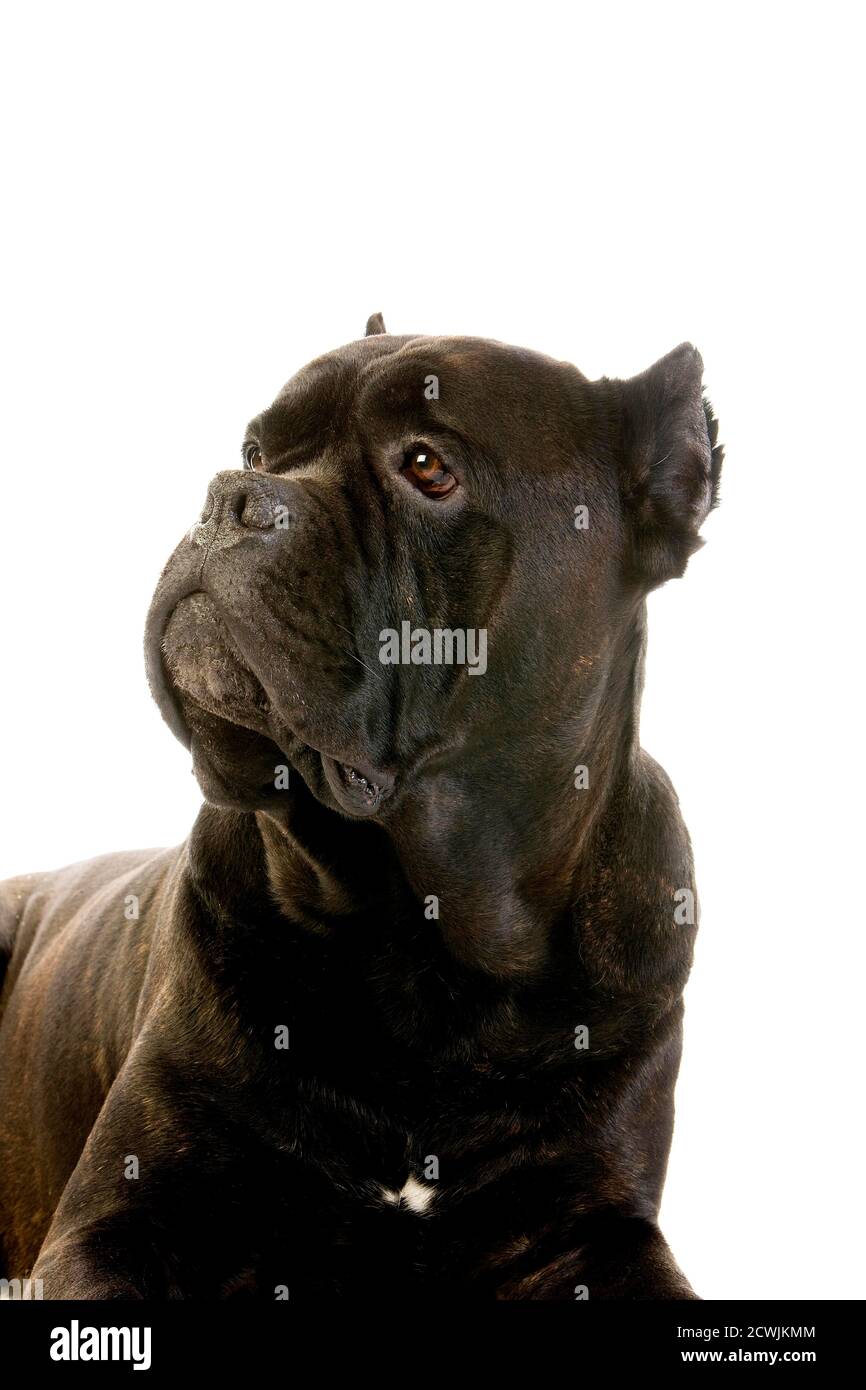 Cane Corso, a Dog Breed from Italy, Portrait of Adult against White ...