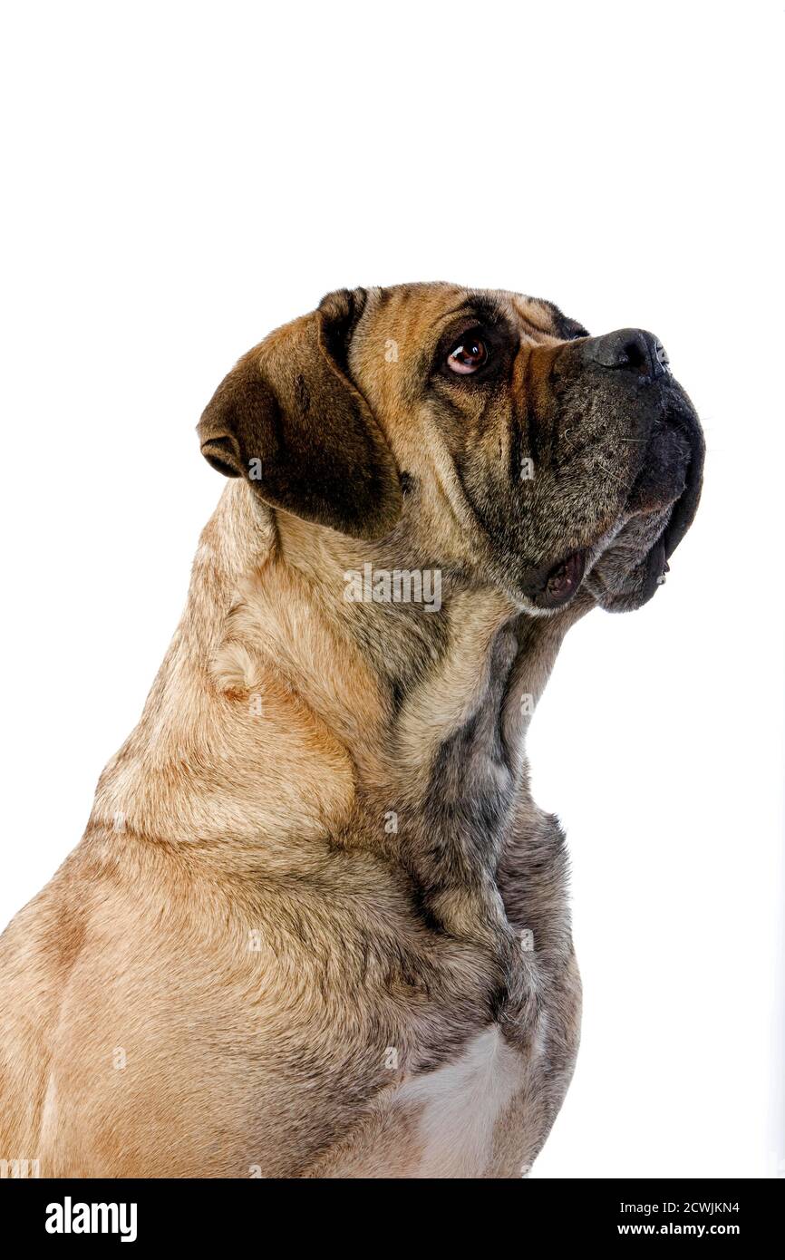 Cane Corso, a Dog Breed from Italy, Portrait of Adult against White ...