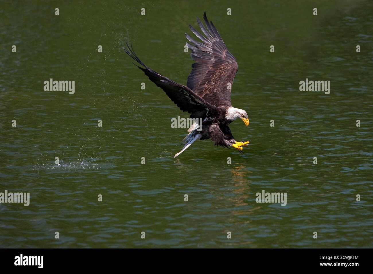 Bald Eagle, haliaeetus leucocephalus, Immature in Flight above water ...