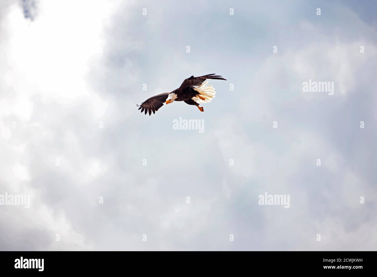 Bald Eagle, haliaeetus leucocephalus, Adult in Flight Stock Photo - Alamy