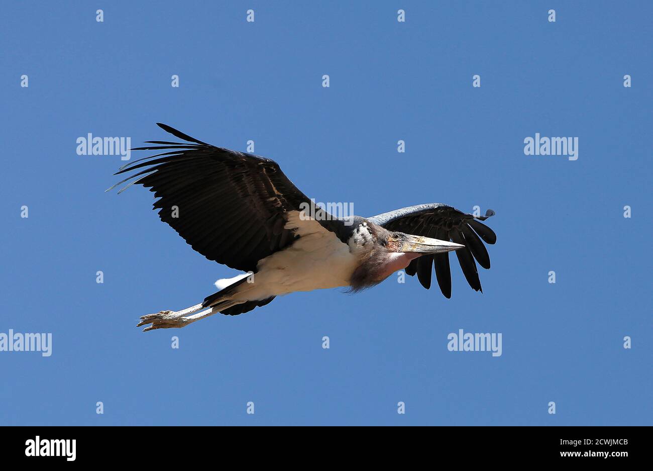 Marabou Stork, leptoptilos crumeniferus, Adult in Flight, Masai Mara Park in Kenya Stock Photo ...
