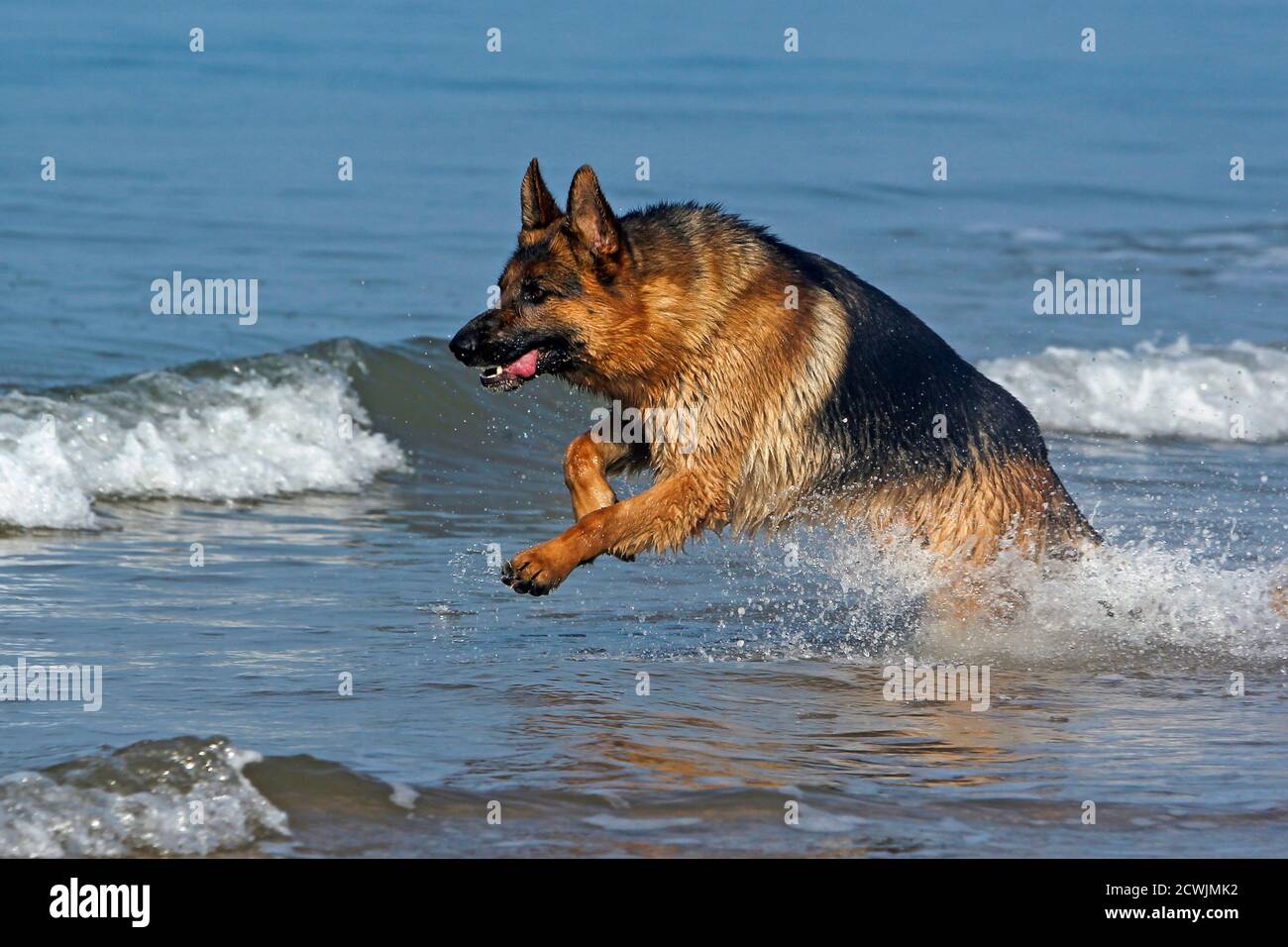 German Shepherd, Male playing in Waves, beach in Normandy Stock Photo ...
