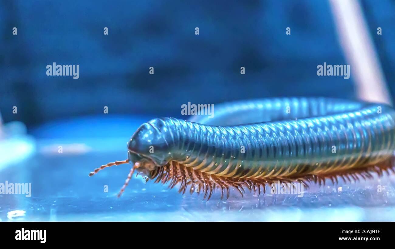 Giant millipede is a popular pet in Thailand Stock Photo - Alamy