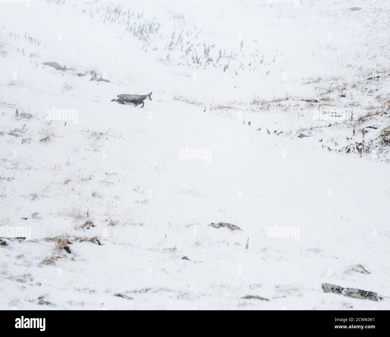 Wading through snow hi-res stock photography and images - Alamy