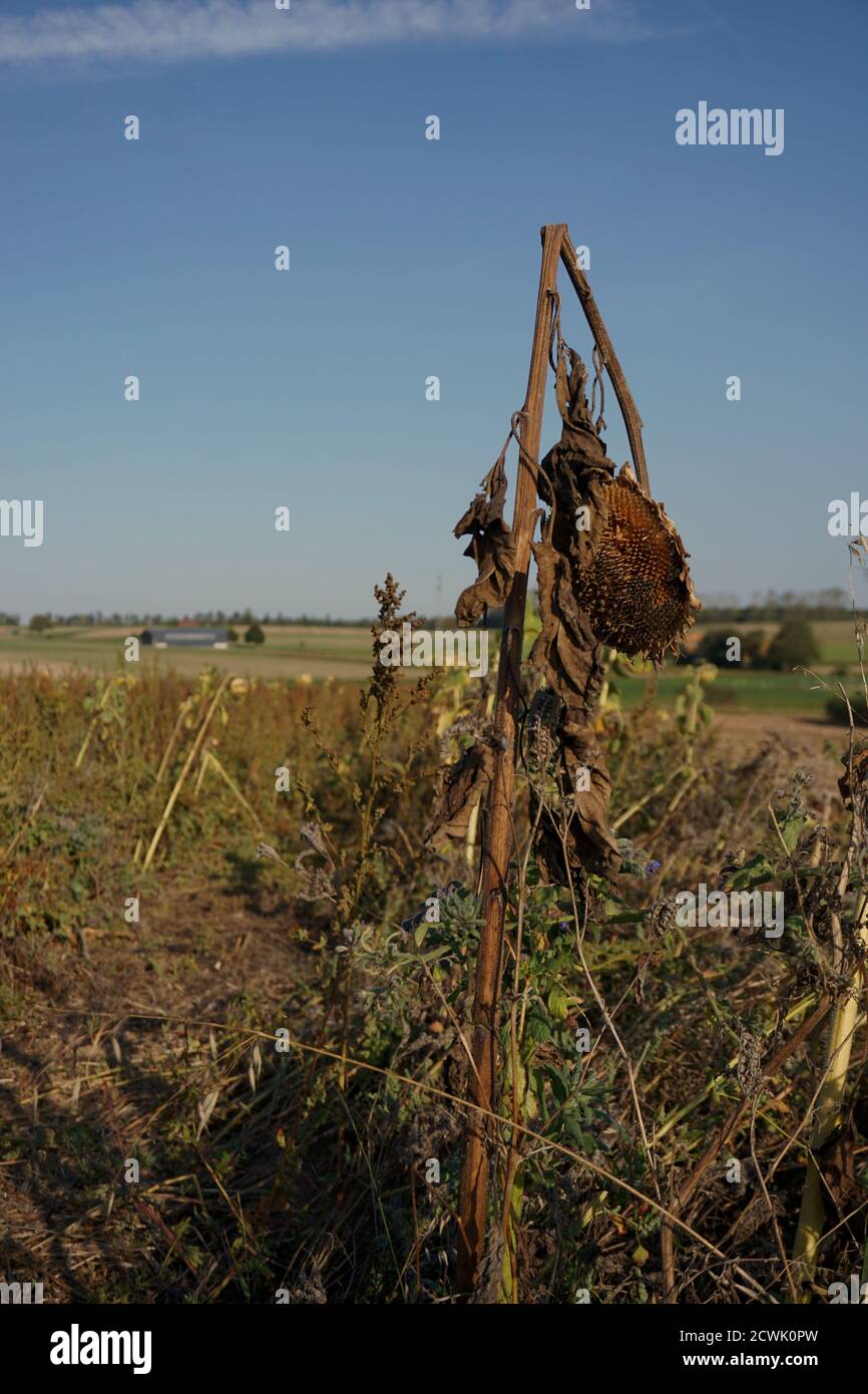 Dry sun flower Stock Photo - Alamy