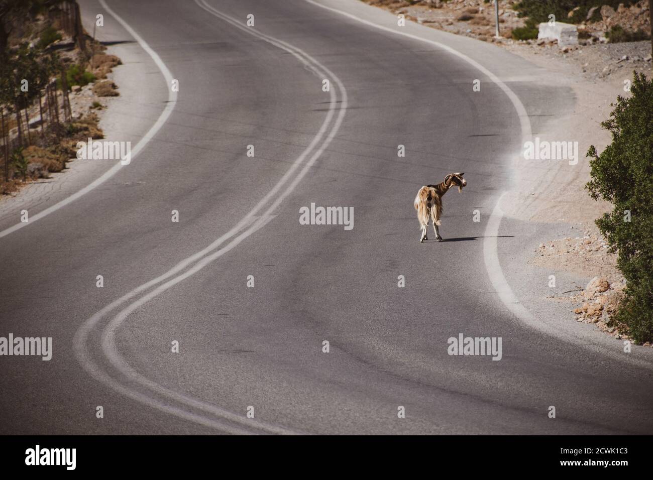 Goat on the road Stock Photo - Alamy