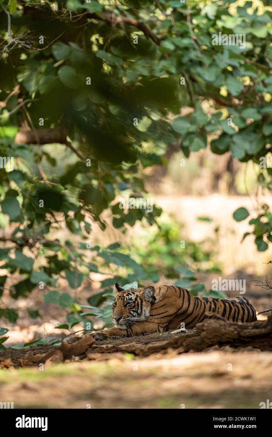wild tiger cub resting under shade of tree during hot summers at ...