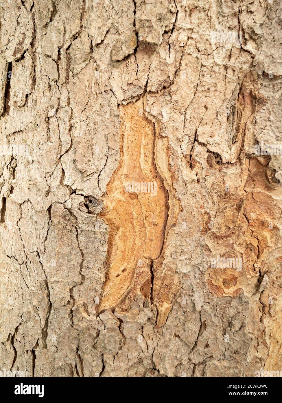 Embossed bark of old maple tree. Textured scales of cracked bark on ...
