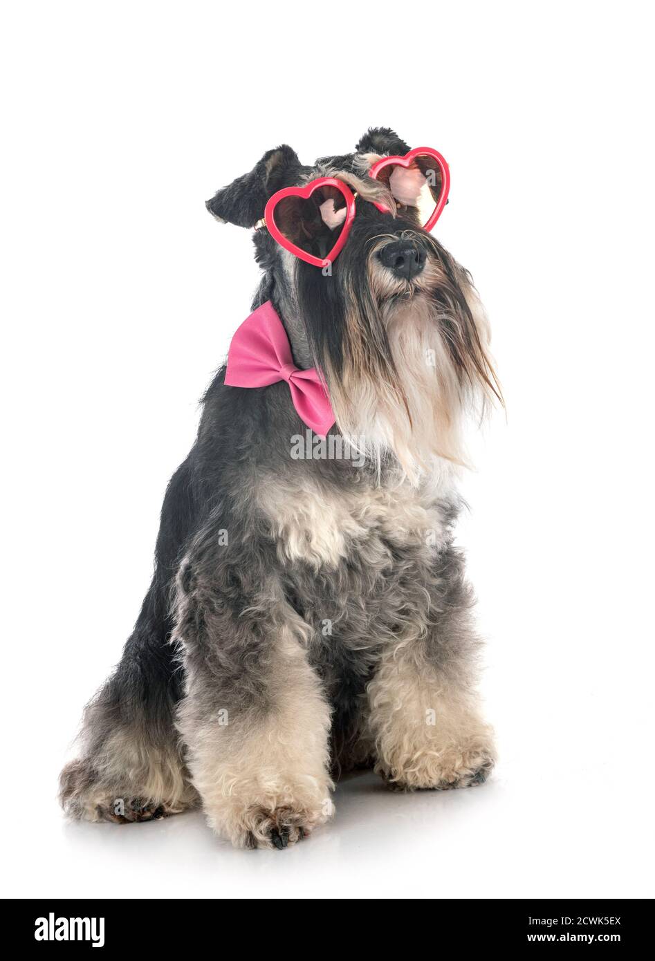 miniature schnauzer in front of white background Stock Photo - Alamy