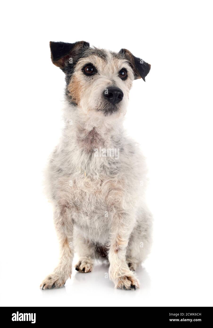 old jack russel terrier in front of white background Stock Photo - Alamy