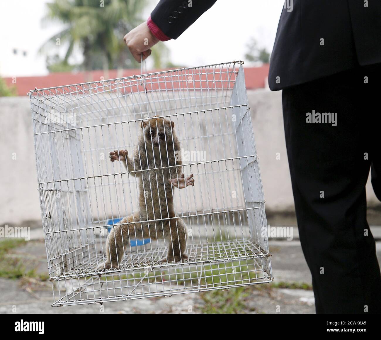 Wildlife trade monitoring network hi-res stock photography and images ...