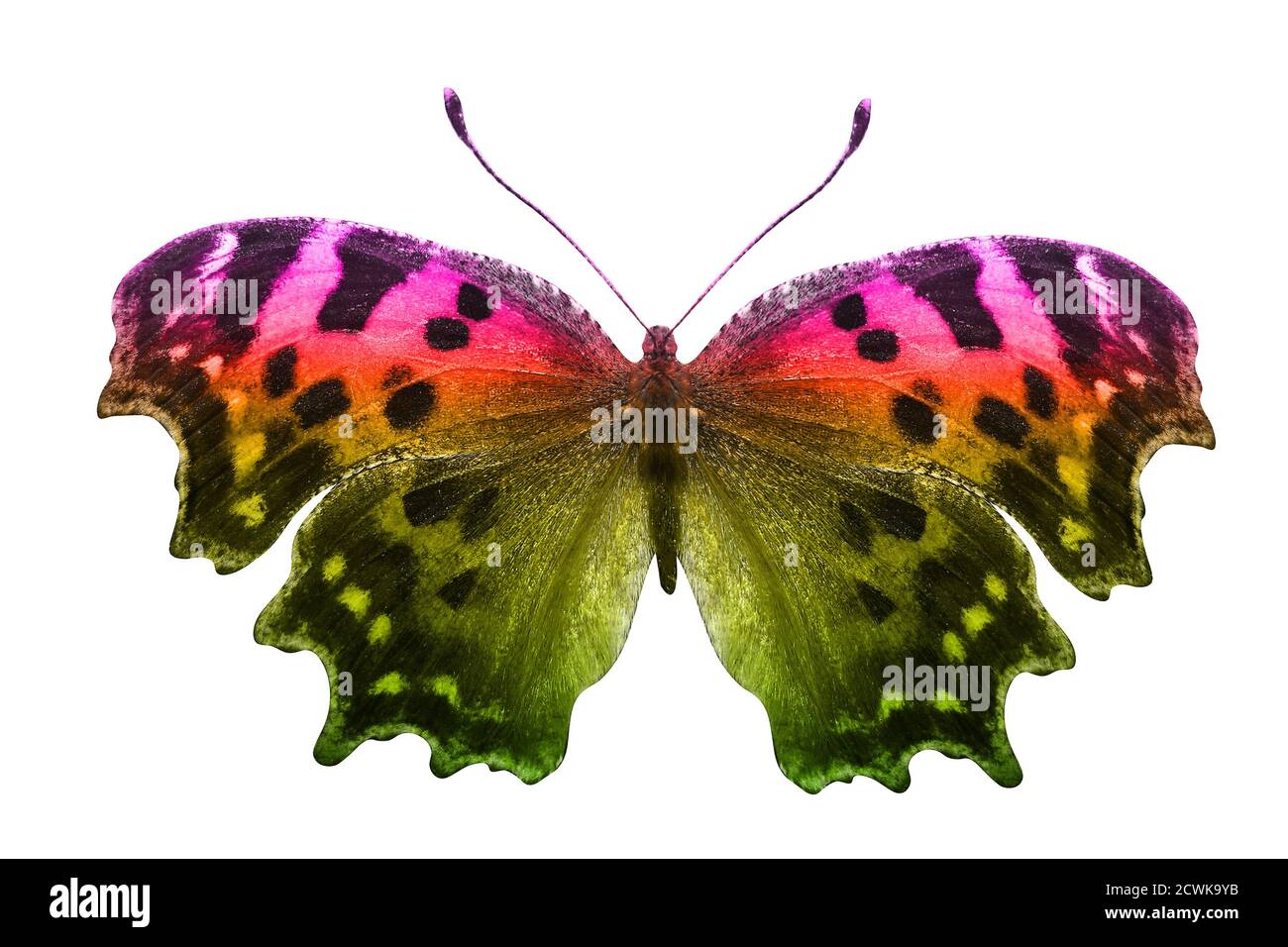 color butterfly isolated on a white background Stock Photo - Alamy