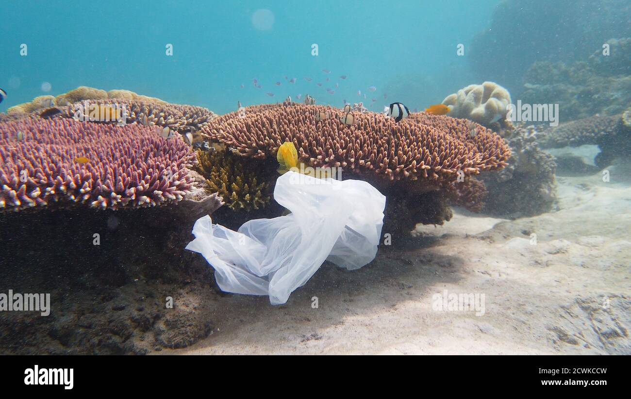 Discarded plastic rubbish bags floats on a tropical coral reef ...