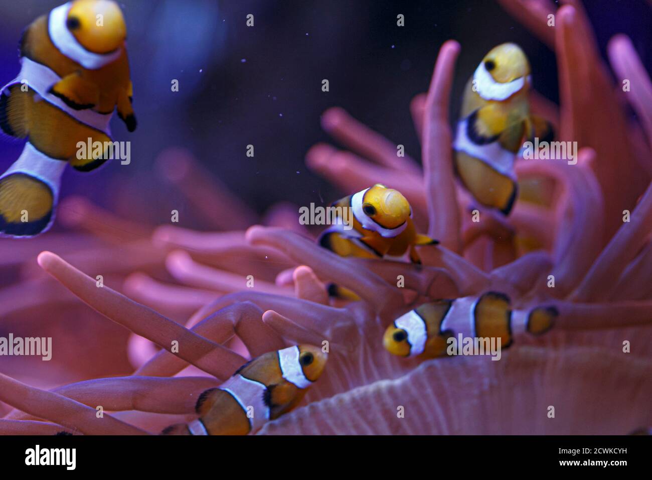 Clown fish in sea anemone hi-res stock photography and images - Alamy