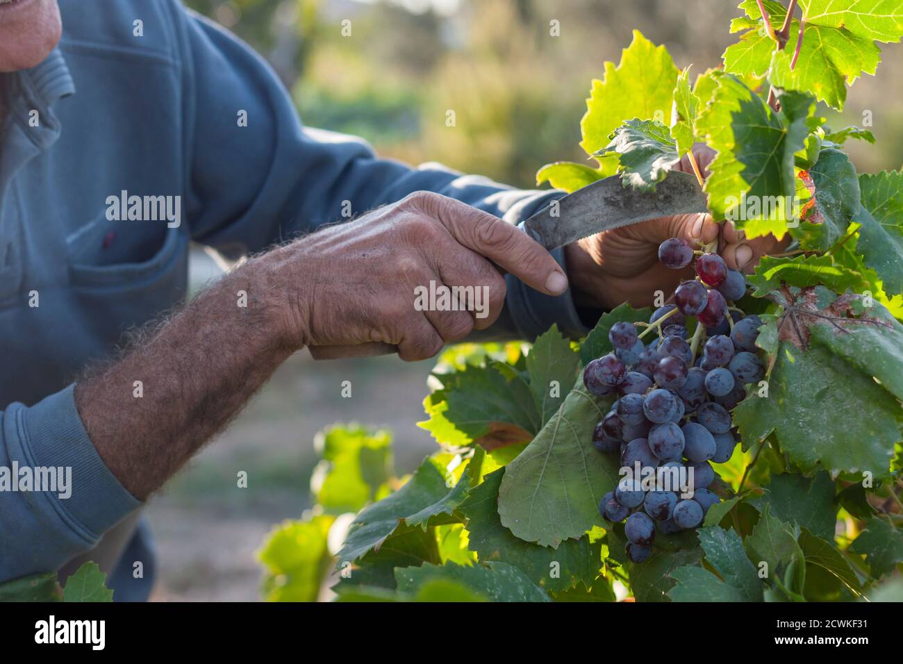 Grape Harvest in Farm Stock Photo - Alamy