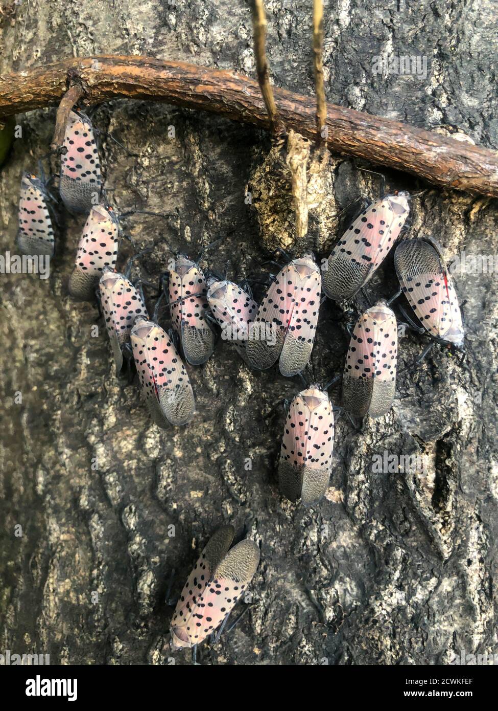 Spotted lanternfly hi-res stock photography and images - Alamy