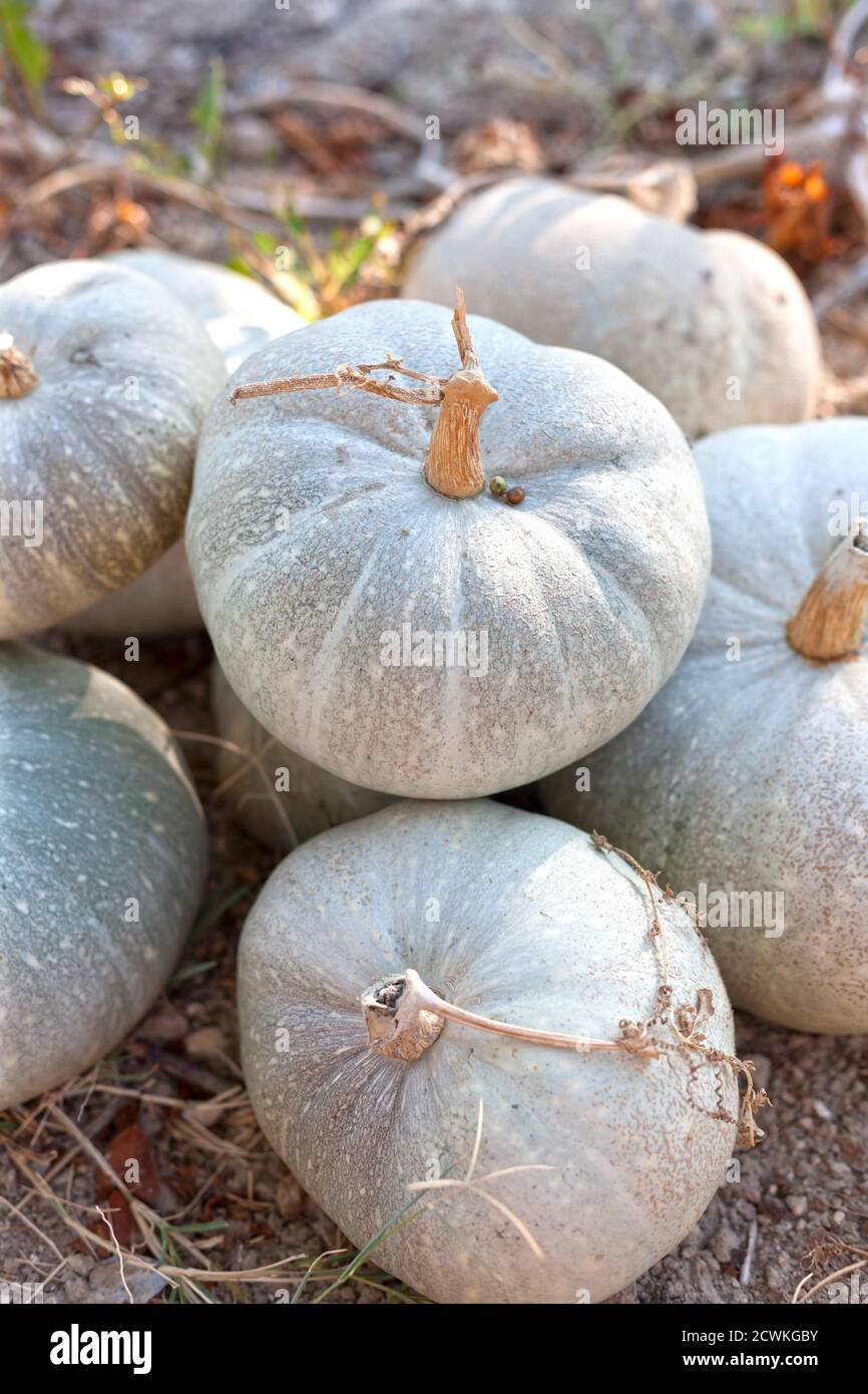 Harvest winter squash sunny hi-res stock photography and images - Alamy