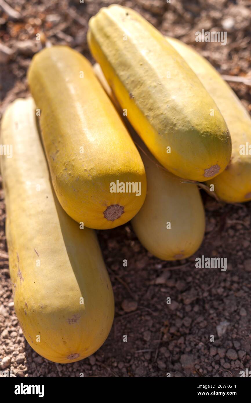 Agricultural and nutritional soil hi-res stock photography and images ...